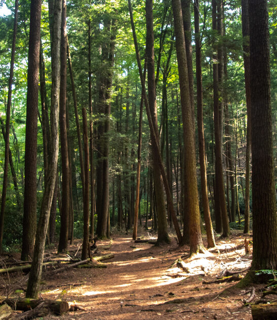 pennsylvania woodland walking trail ftr