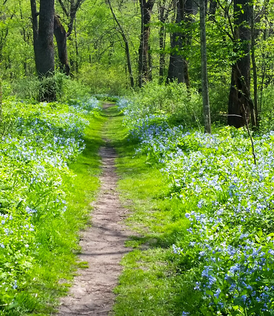 perfect state parks minnesota ftr
