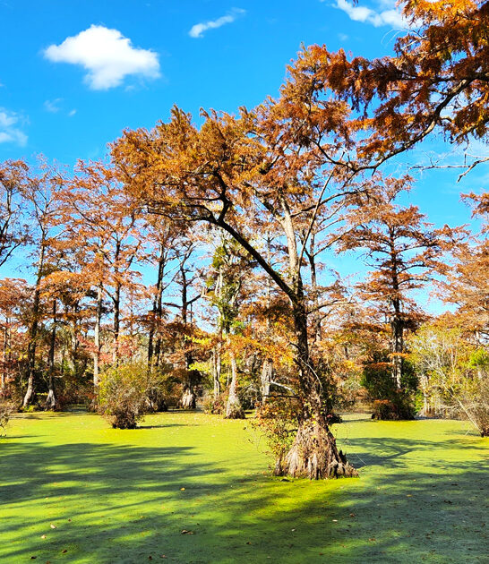 solitude north carolina park ftr