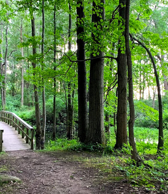 state new york park ftr