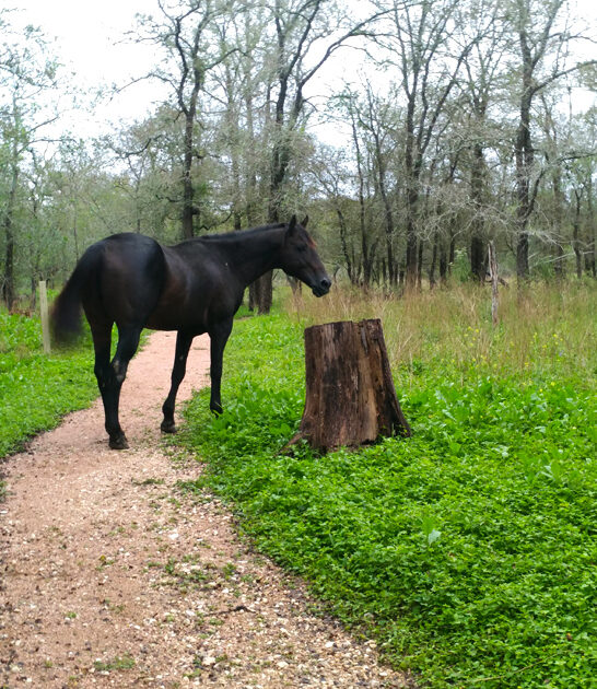 texas secret state park ftr