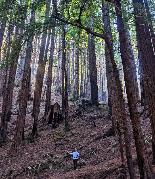 tiny mighty california park ftr