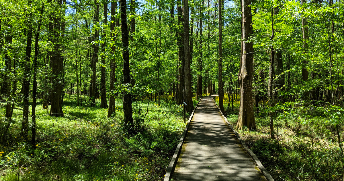 The Tiny But Mighty State Park In Louisiana That’s Perfect For A Spring ...