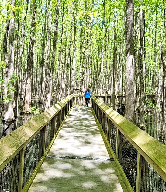 tiny state arkansas park ftr