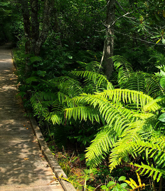 west virginia picturesque trail ftr