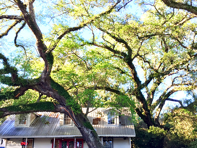 The Juke Joint's charming exterior welcomes you like an old friend, with sprawling oak trees providing nature's perfect canopy for this Mississippi treasure.