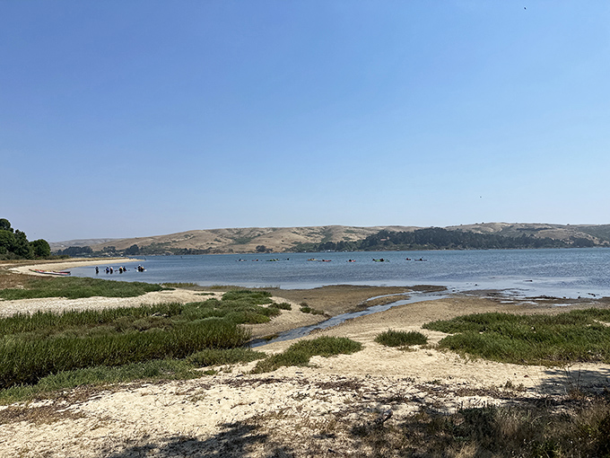 Heaven meets earth at Heart's Desire Beach, where golden sands kiss the calm waters of Tomales Bay. Nature's perfect postcard moment awaits.