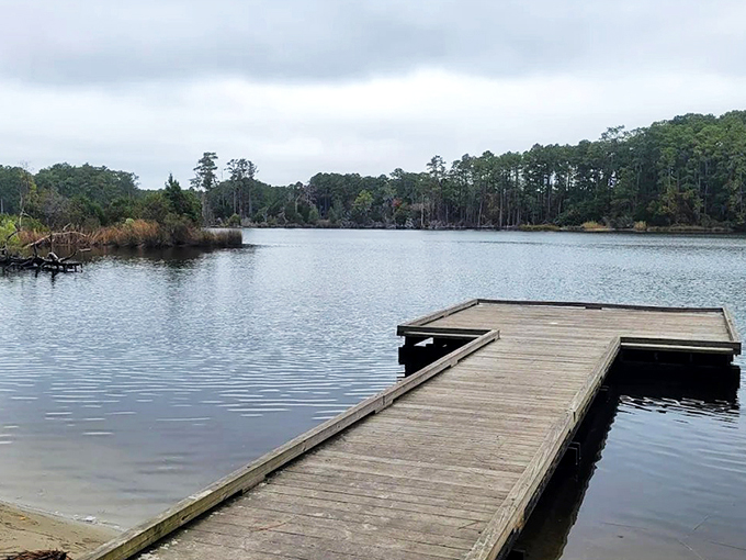 Nature's own boardwalk invites you into a world where duckweed carpets the water like Mother Nature's shag rug. Wooden planks lead to adventure.