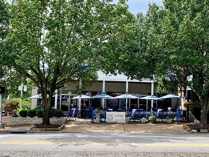 A Mediterranean oasis awaits behind leafy sentinels. Olympia's inviting blue-and-white patio beckons passersby to escape the Missouri heat for a Grecian retreat.