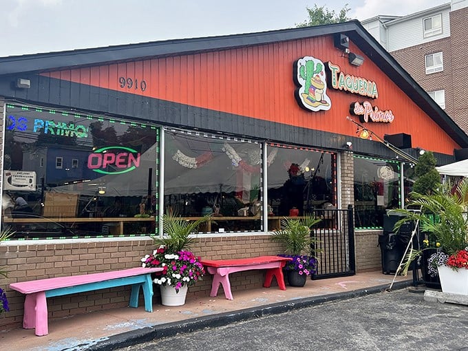The unmistakable orange facade of Taqueria Los Primos stands out like a culinary lighthouse, beckoning hungry travelers with its colorful benches and promise of authentic flavors.