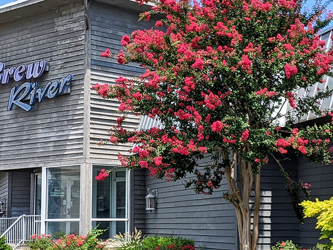 Crepe myrtle blooms frame Brew River's weathered exterior like nature's own welcome sign, promising Eastern Shore charm before you even step inside.