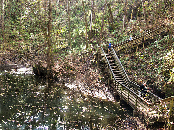 The wooden boardwalk beckons you into a world that feels more Pacific Northwest than Florida. Nature's invitation to adventure awaits.