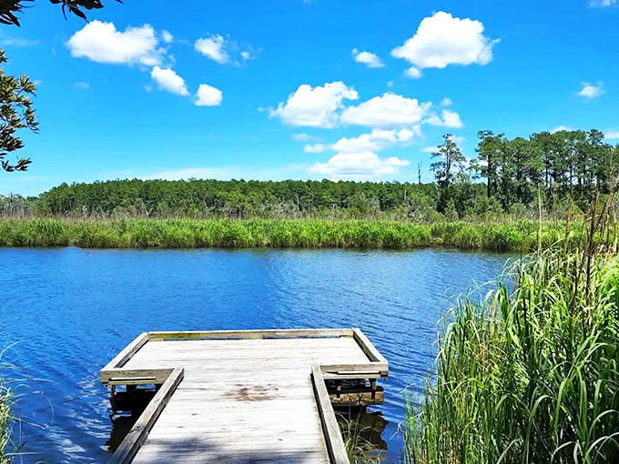 Nature's own boardwalk invites you into a world where duckweed carpets the water like Mother Nature's shag rug. Wooden planks lead to adventure.