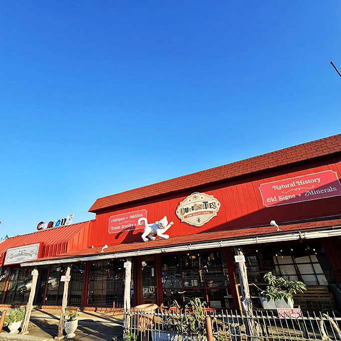 The vibrant red exterior of Curiosities stands out like a beacon of eccentricity, promising treasures that would make any collector's heart skip a beat.