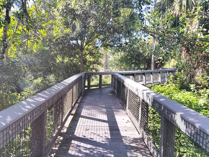 The wooden boardwalk beckons you into a world that feels more Pacific Northwest than Florida. Nature's invitation to adventure awaits.