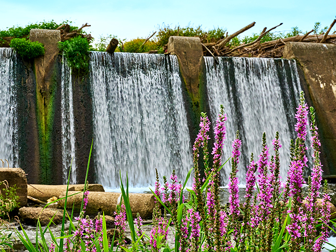 Nature's perfect waterfall frames vibrant purple wildflowers at Falls of the Ohio. Mother Nature's landscaping puts human efforts to shame!