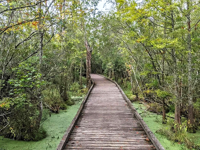 Nature's own boardwalk invites you into a world where duckweed carpets the water like Mother Nature's shag rug. Wooden planks lead to adventure.