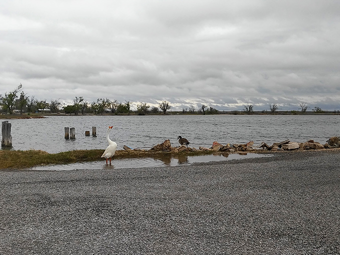 Even the local waterfowl know a good thing when they see it. This goose clearly understands prime lakefront real estate.