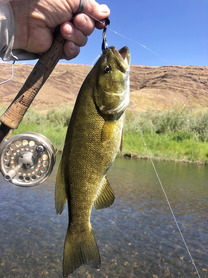 The smallmouth bass of John Day River don't just bite&mdash;they practically volunteer for a quick photo before returning home.