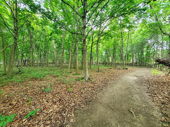 Forest trails that whisper secrets of the island's past. Walking here feels like stepping into a storybook illustration.