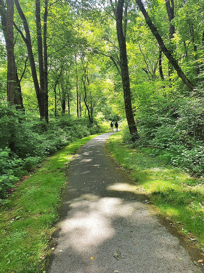 The perfect forest tunnel, where dappled sunlight plays through leaves and every step forward feels like walking into a better version of yourself.