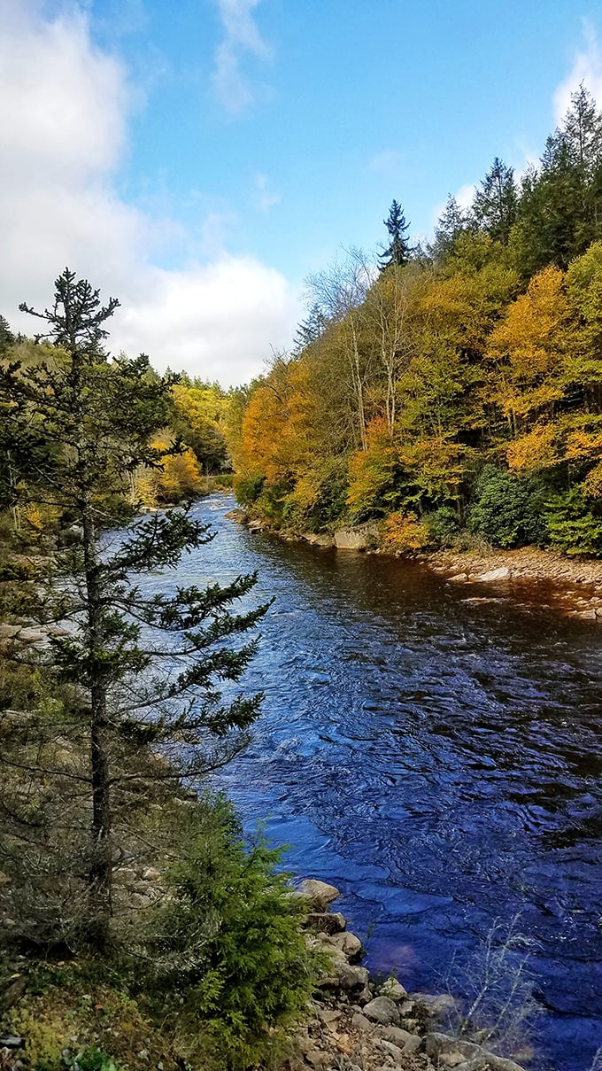Fall foliage frames Cumberland's rivers like nature's own masterpiece—no museum admission required for this daily showing.