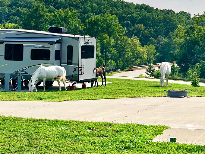 Wild horses couldn't drag you away from this campsite&mdash;because they're too busy grazing nearby. Camping with equine neighbors adds unexpected magic to the experience.