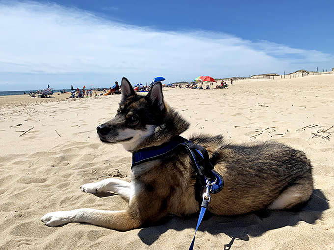 Four-legged beach enthusiasts welcome! This pup has mastered the art of vacation better than most humans ever will.