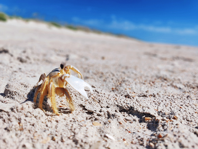 Ghost crabs: nature's speedsters with attitude. These sandy-colored escape artists will dart away from your approaching shadow faster than kids avoiding vegetables.