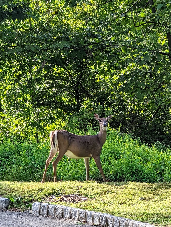 Even the local wildlife seems to understand they're on royal grounds, posing regally as if auditioning for a woodland version of The Crown.