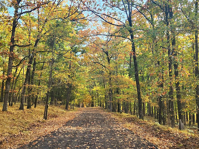 Autumn's golden runway! Fall transforms ordinary park roads into magical pathways that would make even the most dedicated city-dweller consider a cabin purchase.