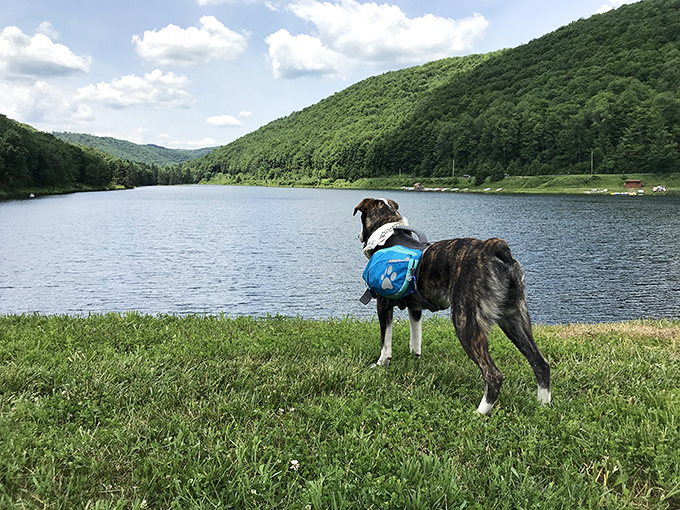 Four-legged friends appreciate the great outdoors too. The park's pet-friendly areas mean your furry companion doesn't have to miss out on the adventure.