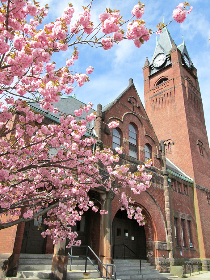 Admire the vibrant pink blossoms and the majestic red brick clock tower as you stroll past Town Hall in beautiful Ware.