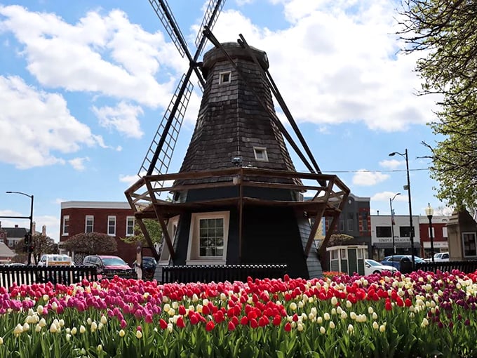 When tulips bloom in Pella, they don't mess around. This floral tsunami surrounding the windmill creates the Midwest's most authentic Dutch selfie backdrop.