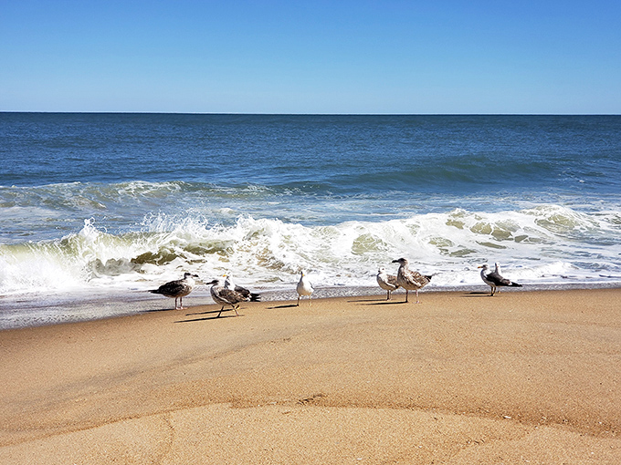 Nature's welcoming committee greets the tide. These shorebirds have perfected the beach stroll that tourists attempt to imitate.