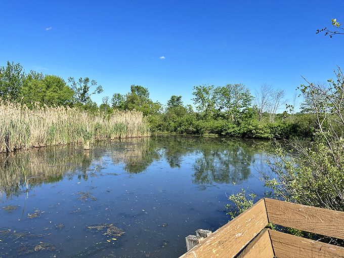 Wetland boardwalks invite contemplation without pretension, proving nature doesn't check your bank balance before delivering peace.