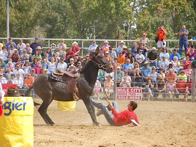 Mule Days isn't just an event&mdash;it's performance art with hooves. This annual tradition showcases skills that no smartphone app will ever replace.