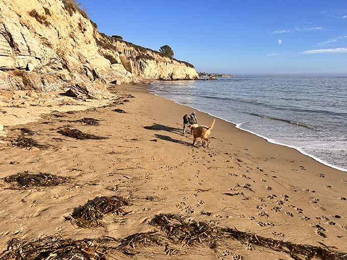 Dogs understand beach joy better than humans. These four-legged philosophers know that happiness is simply wet sand between the paws.