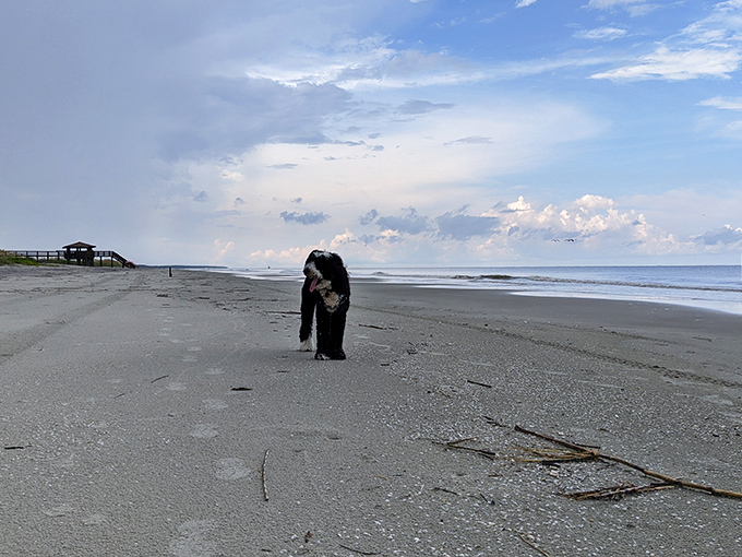 Four-legged beachcombers welcome. Even dogs seem to understand they've found somewhere special, pausing to take in the endless horizon of Nanny Goat Beach.