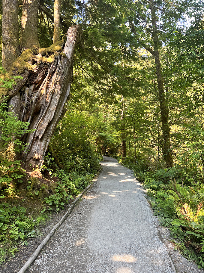 Ancient trees stand guard along trails that feel like walking through nature's cathedral. Sunlight filters through like stained glass windows.