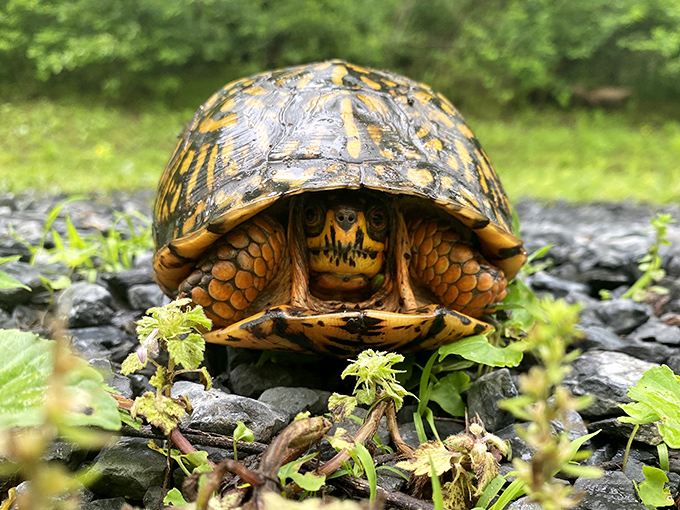 This box turtle seems to be saying, "Yes, I'm posing for your photo, but I've got places to be. Very slowly."