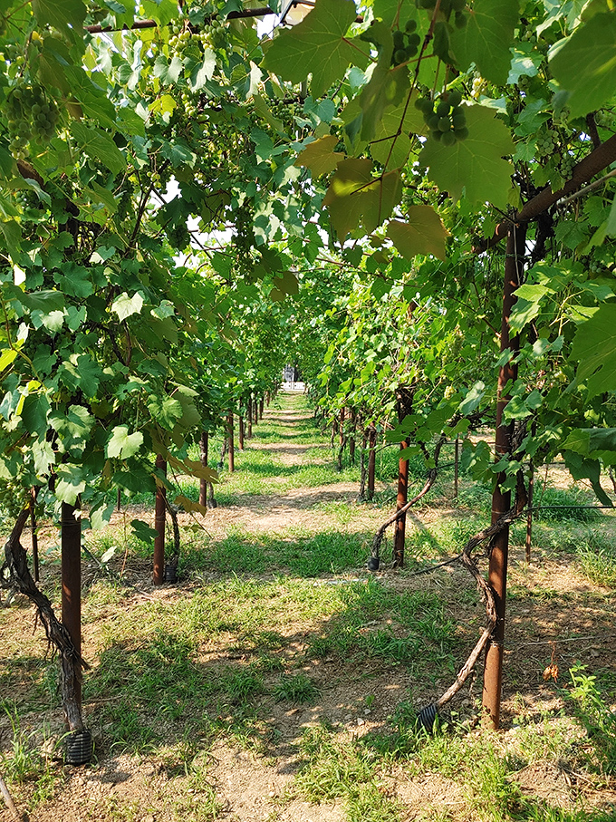 Between rows of sun-dappled grapevines, a path beckons explorers forward&mdash;proof that Utah's agricultural charms extend well beyond its famous peaches and cherries.