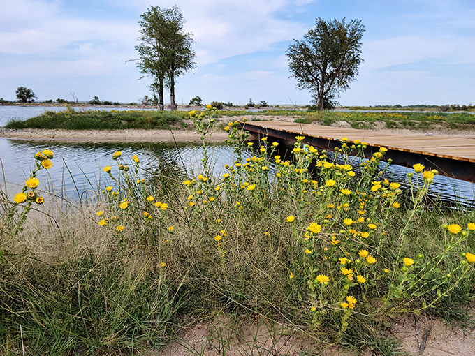 Wildflowers frame the wooden dock, nature's way of accessorizing. Even the plants here seem to be celebrating this watery anomaly.