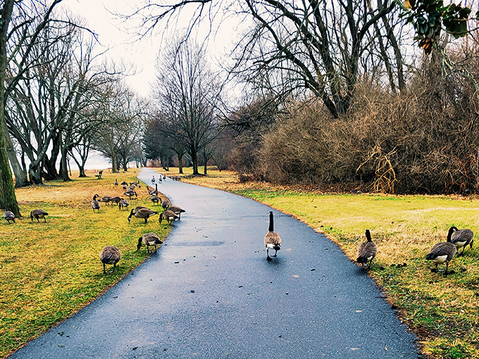 These geese have clearly established their own little republic on this pathway. They negotiate passage terms with humans on a case-by-case basis.