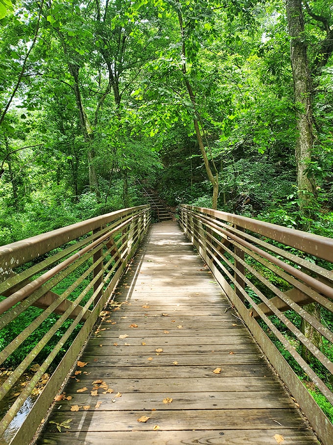 This wooden boardwalk leads you into a green cathedral where the sermons are delivered by birdsong and rustling leaves.