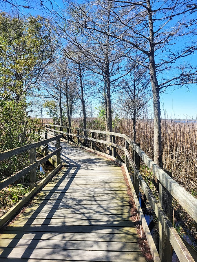 This boardwalk doesn't offer cotton candy or carnival games, just the quiet spectacle of marshland teeming with hidden life.