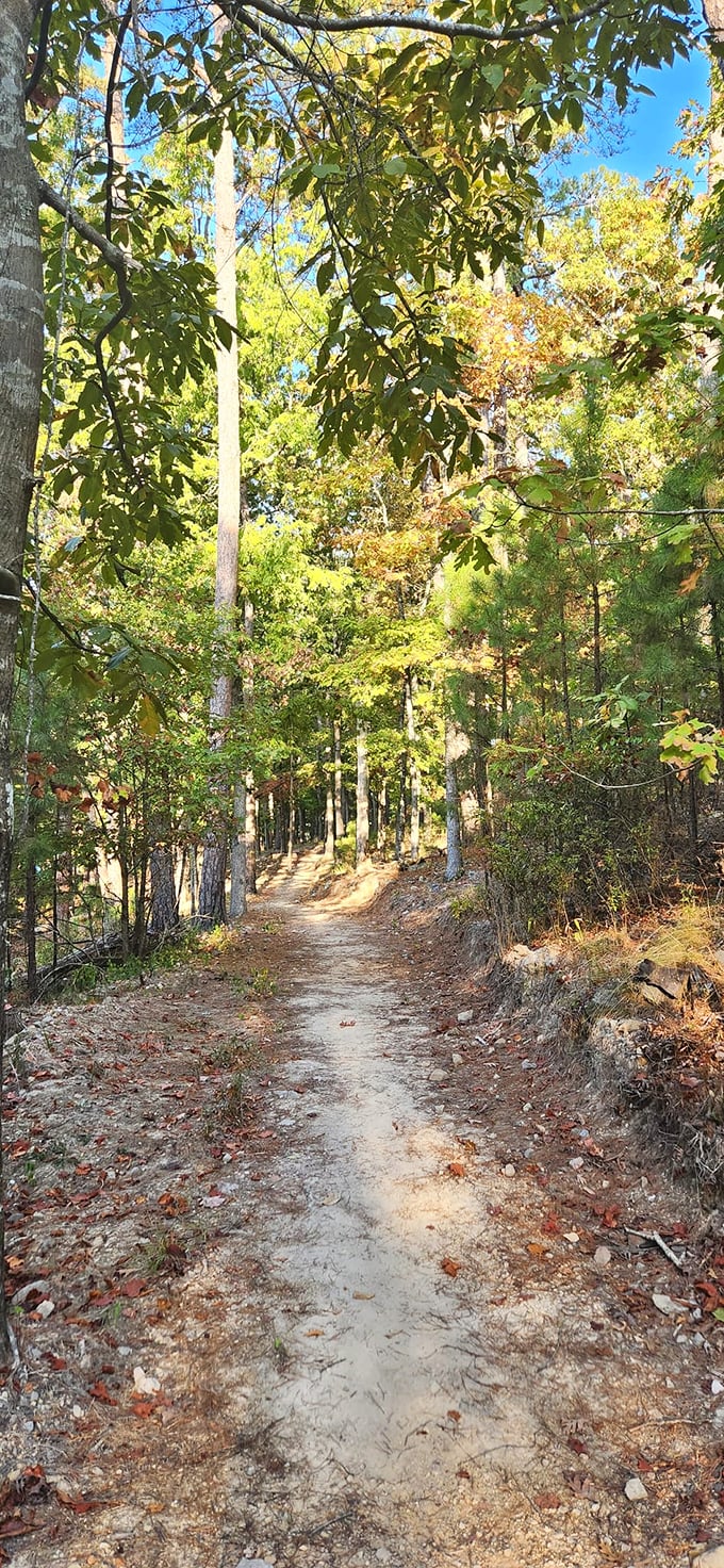 Nature's invitation to wander! This sun-dappled trail practically whispers "follow me" to hikers seeking the perfect balance of solitude and adventure.