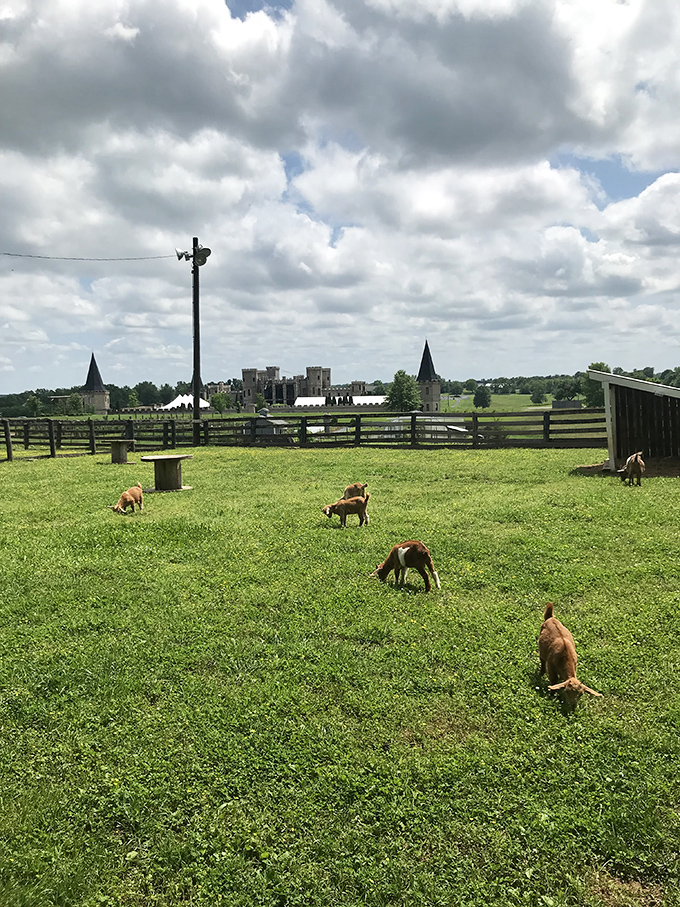 From castle to farm in one glance&mdash;these grazing animals remind visitors that this royal retreat embraces Kentucky's agricultural heritage.