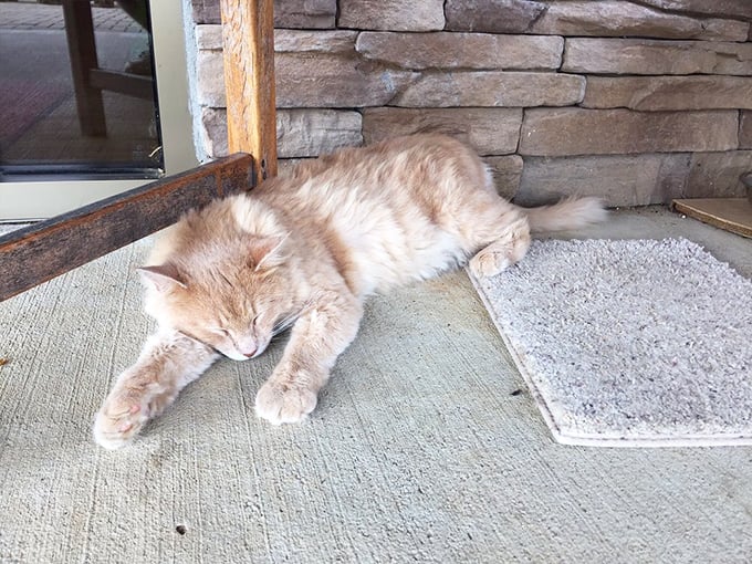 Even the resident feline has adapted to cave life, demonstrating the proper technique for conserving energy between underground expeditions.