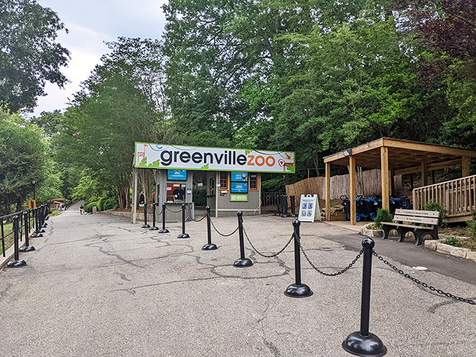 The Greenville Zoo delivers exotic animal encounters without the exotic price tag. Lions, tigers, and budget-friendly admission fees, oh my!